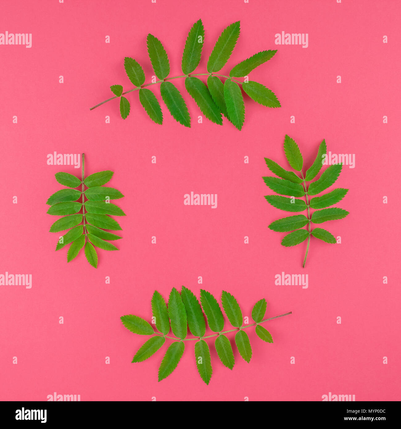 Creative flat lay top view pattern with fresh green rowan tree leaves ...