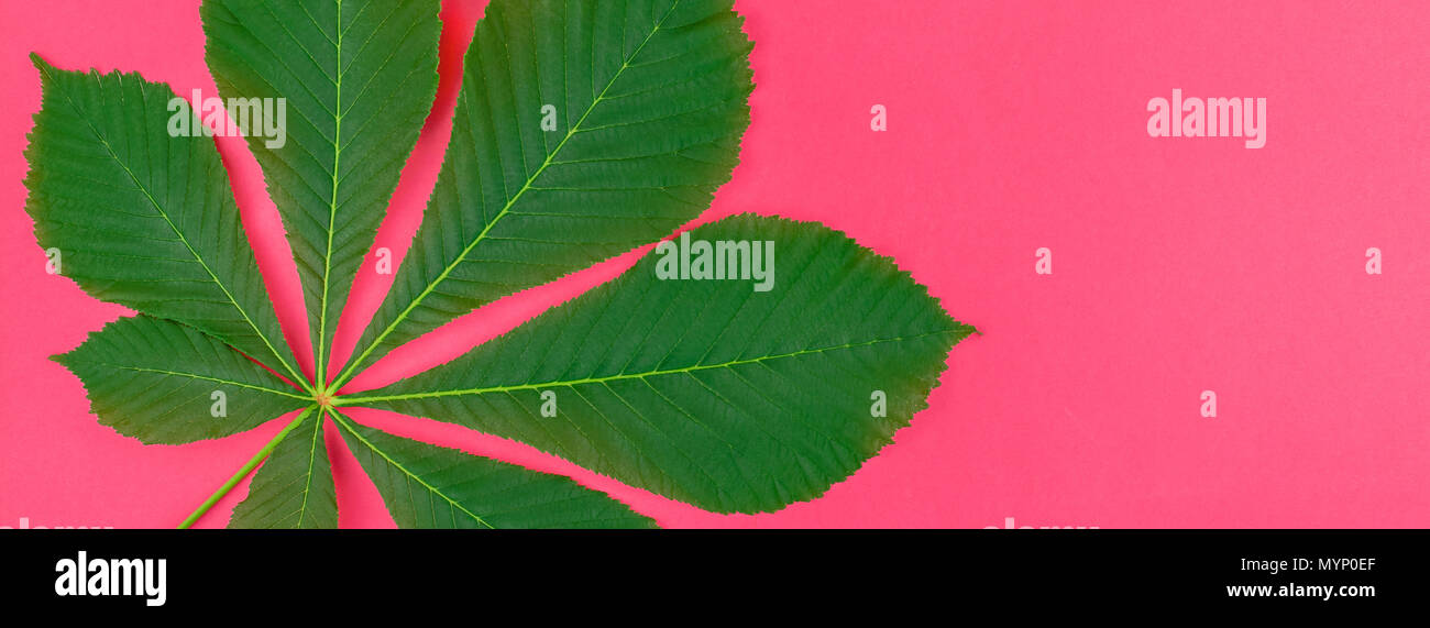 Creative flat lay top view pattern with fresh green chestnut leaves on ...