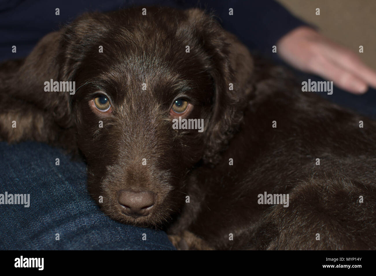 labradoodle Dog face looking eyes brown dog happy watch watching head ...