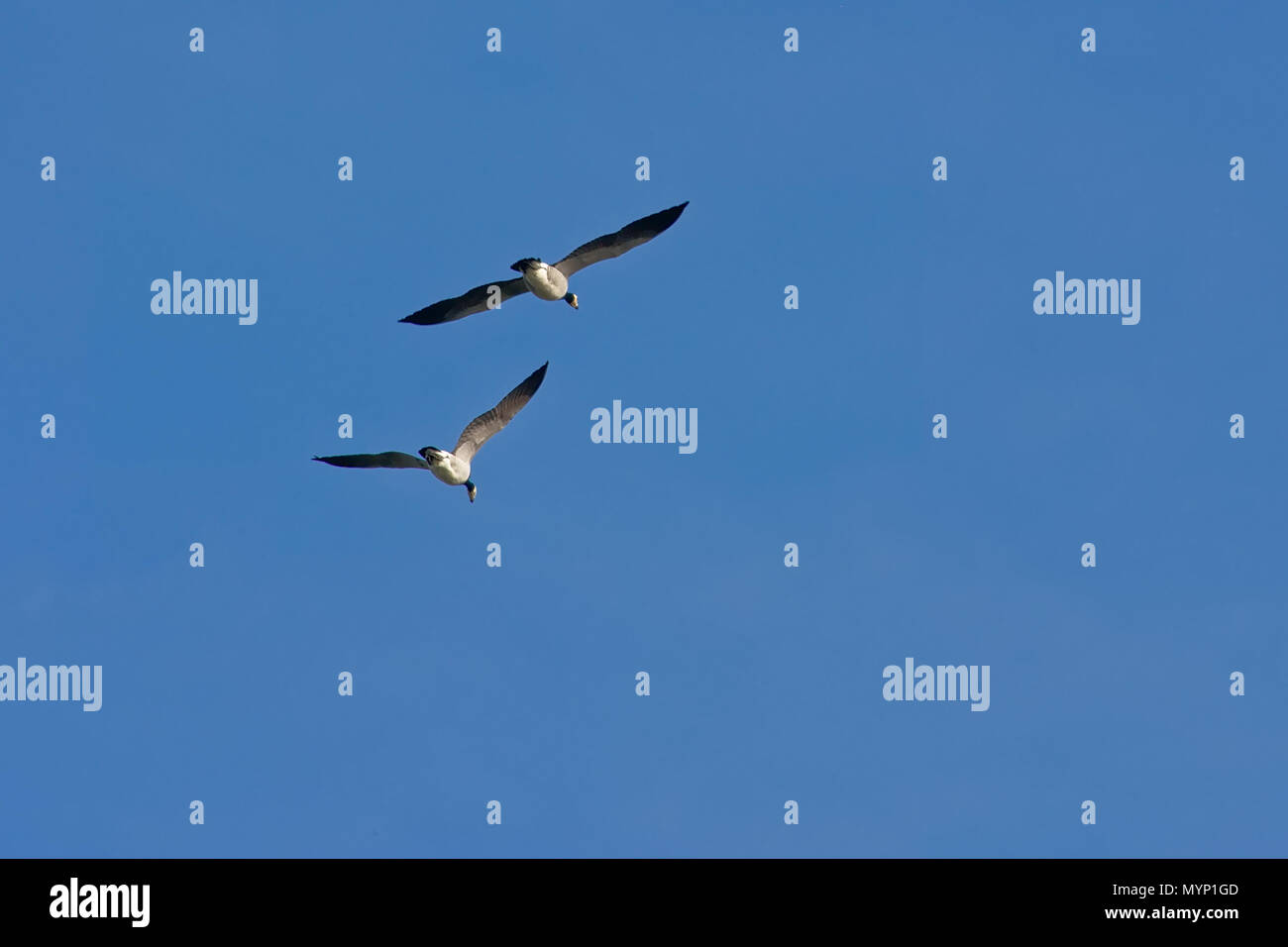 Canada geese flying clear sky hi-res stock photography and images - Alamy