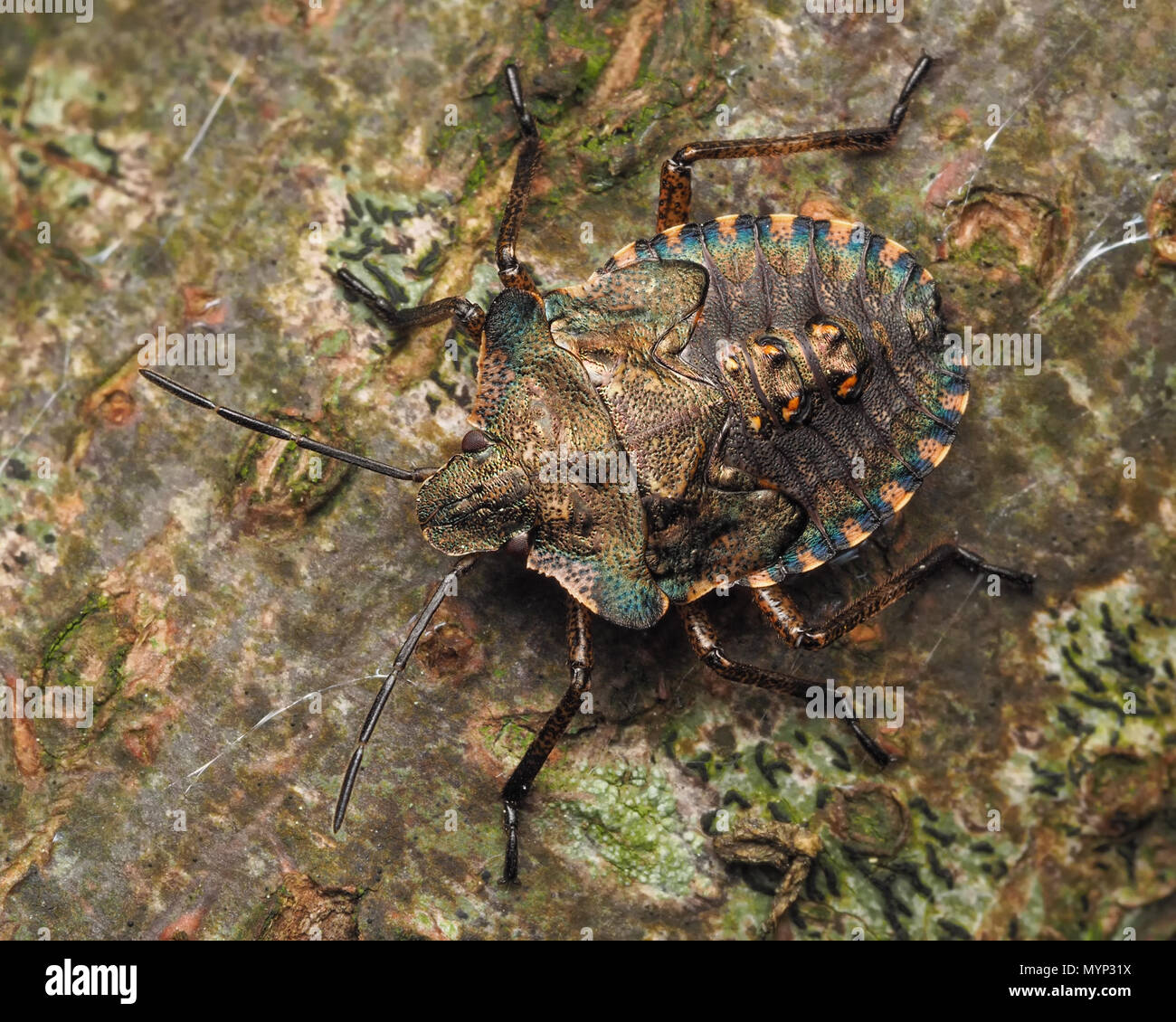 Red legged shieldbug nymph hi-res stock photography and images - Alamy