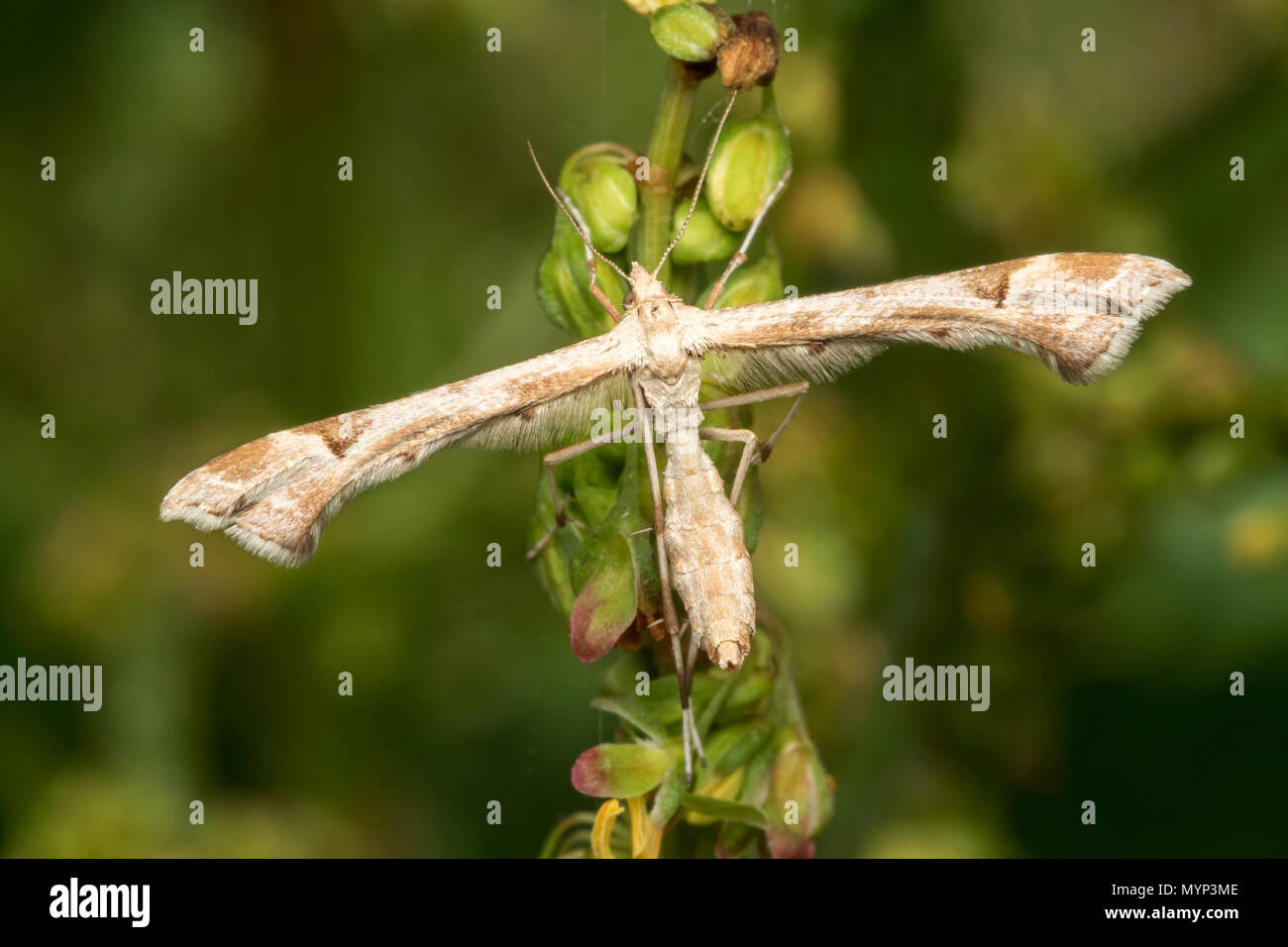 Triangle plume moth (Platyptilia gonodactyla) perched on plant ...