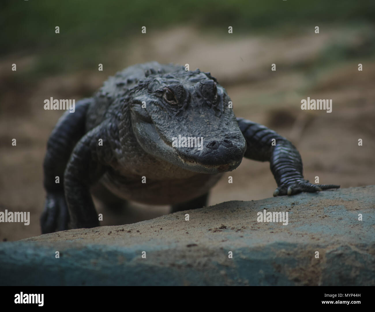 Alligator walk hi-res stock photography and images - Alamy