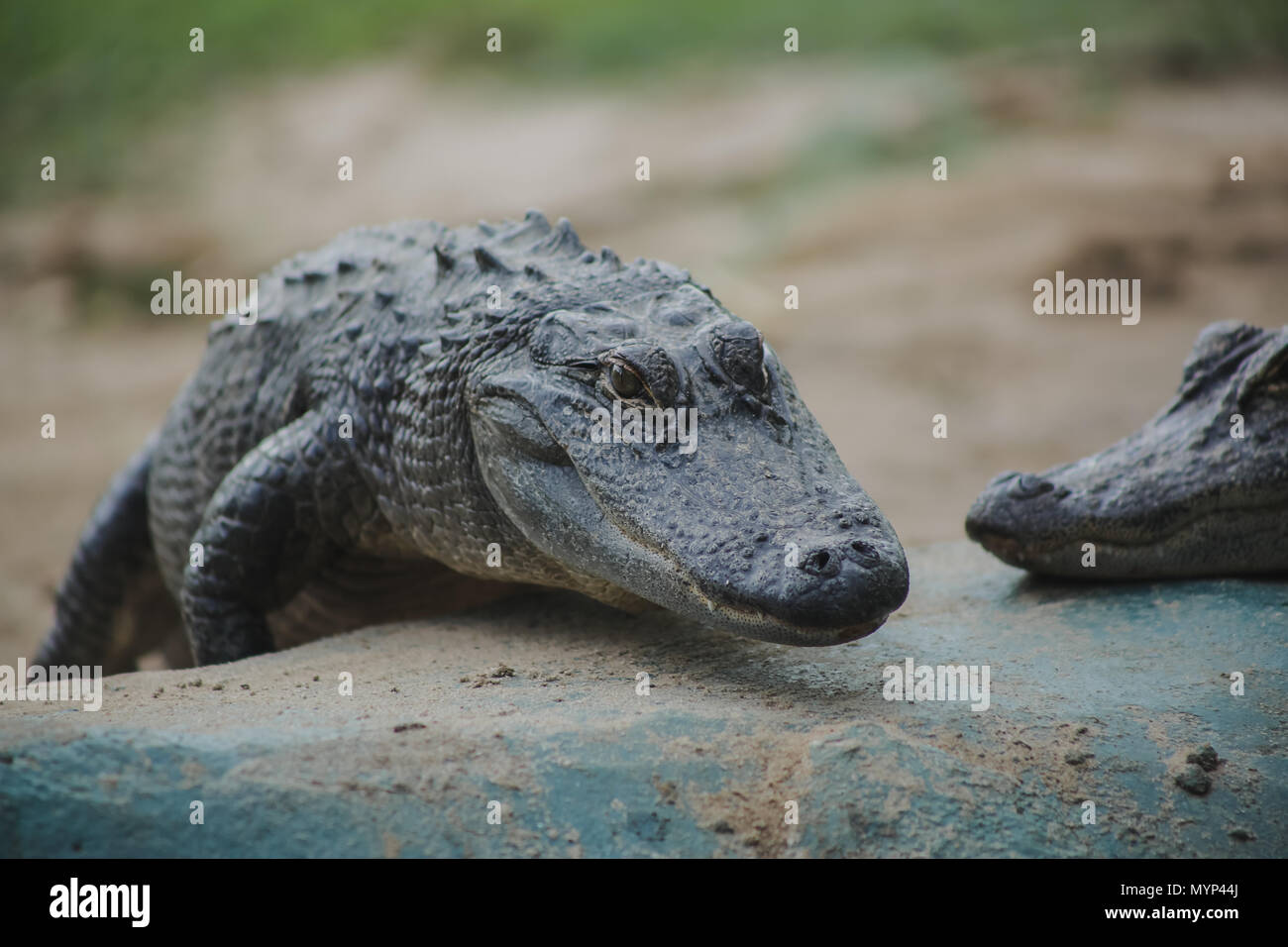 Carnivore Reptiles High Resolution Stock Photography and Images - Alamy