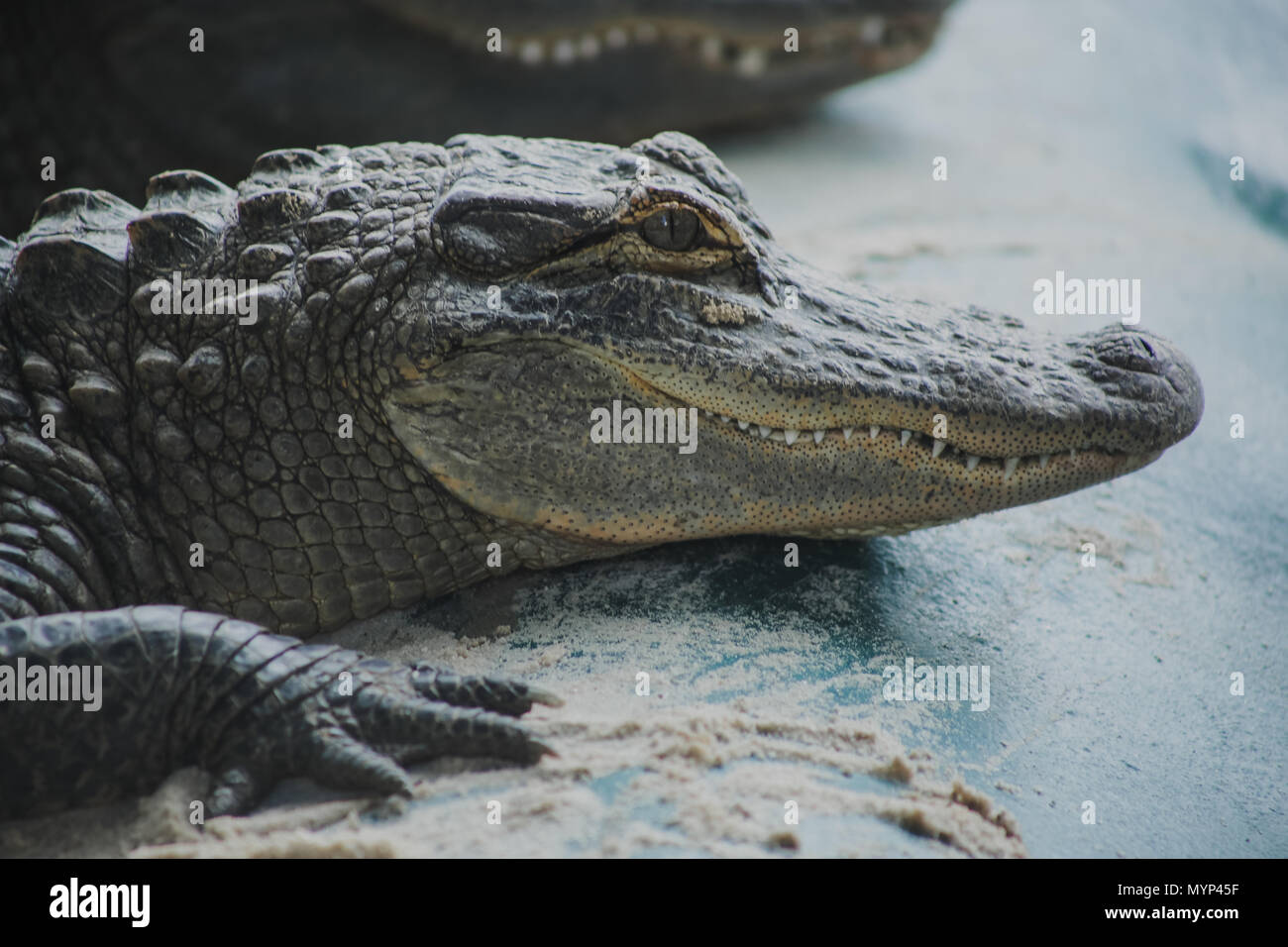 Alligator walk hi-res stock photography and images - Alamy