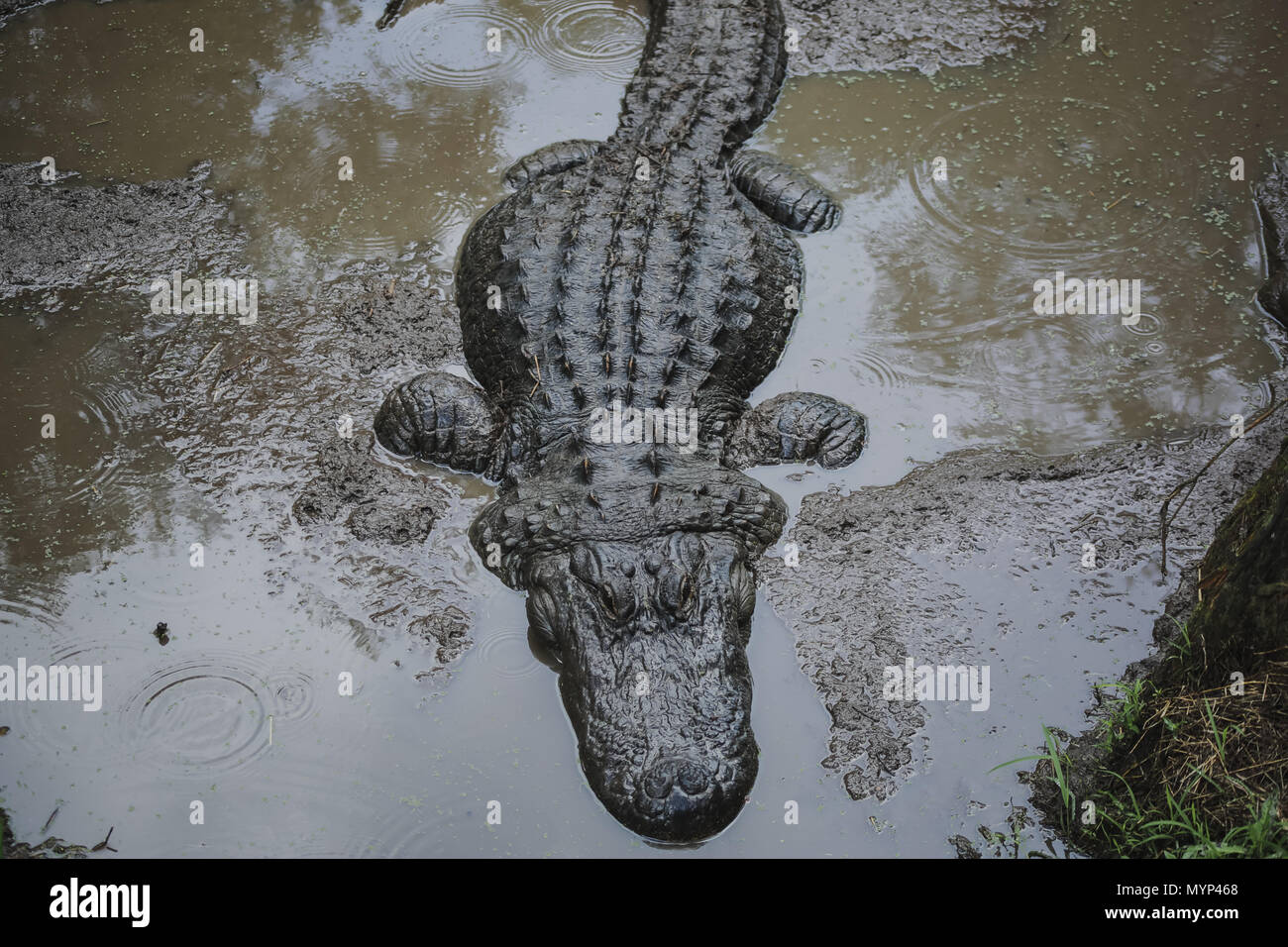 Alligator hi-res stock photography and images - Alamy