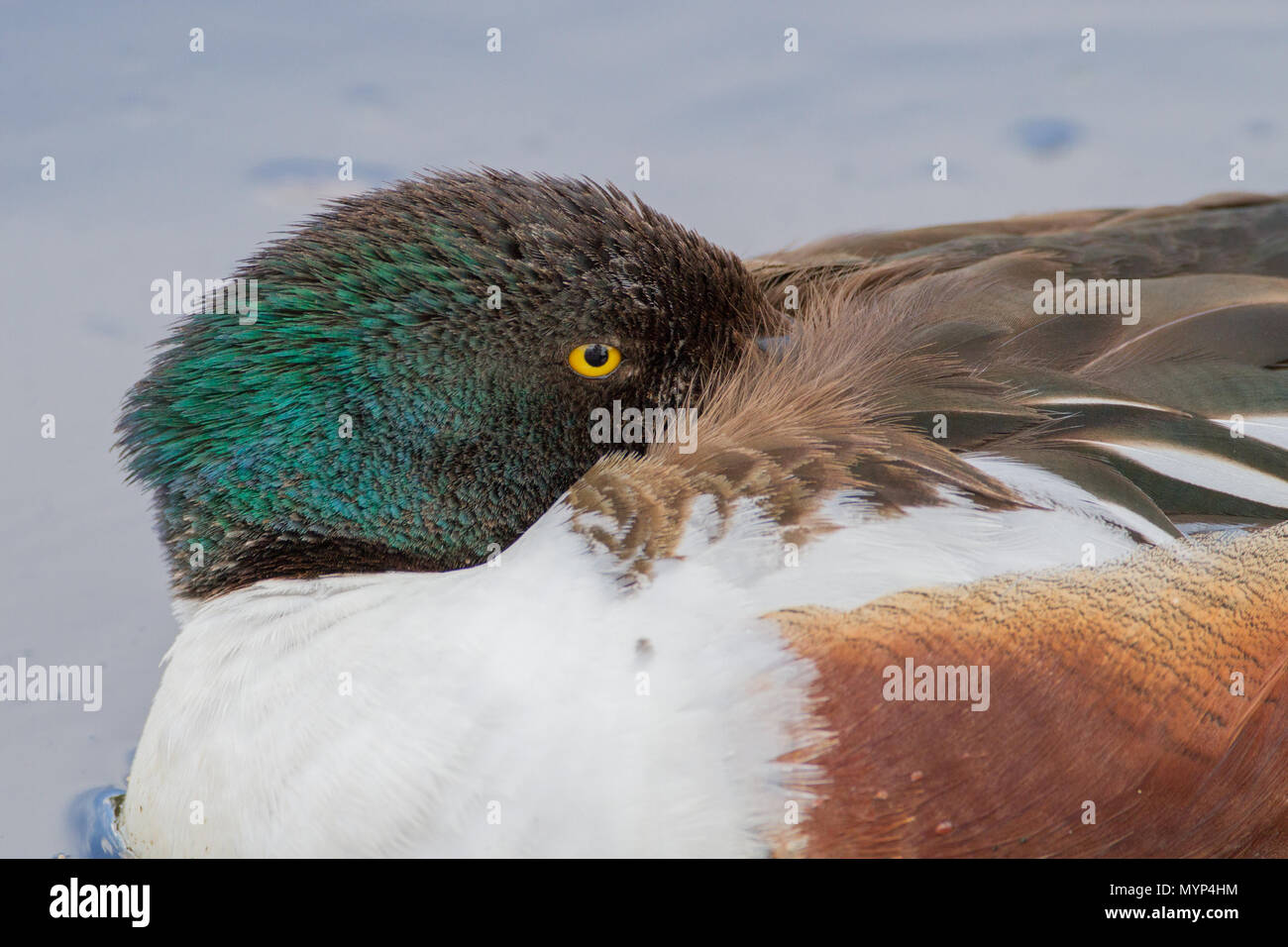 Spoonbill shoveler hi-res stock photography and images - Alamy