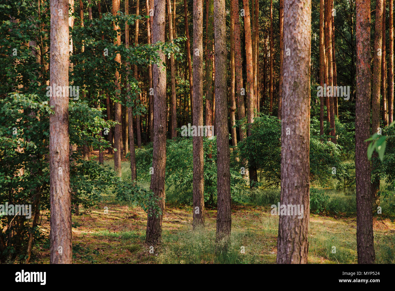 natural forest theme, tree background Stock Photo - Alamy