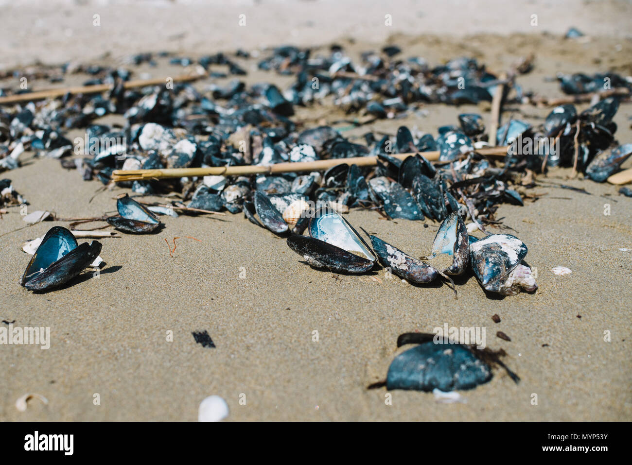 Storm clams hi-res stock photography and images - Alamy