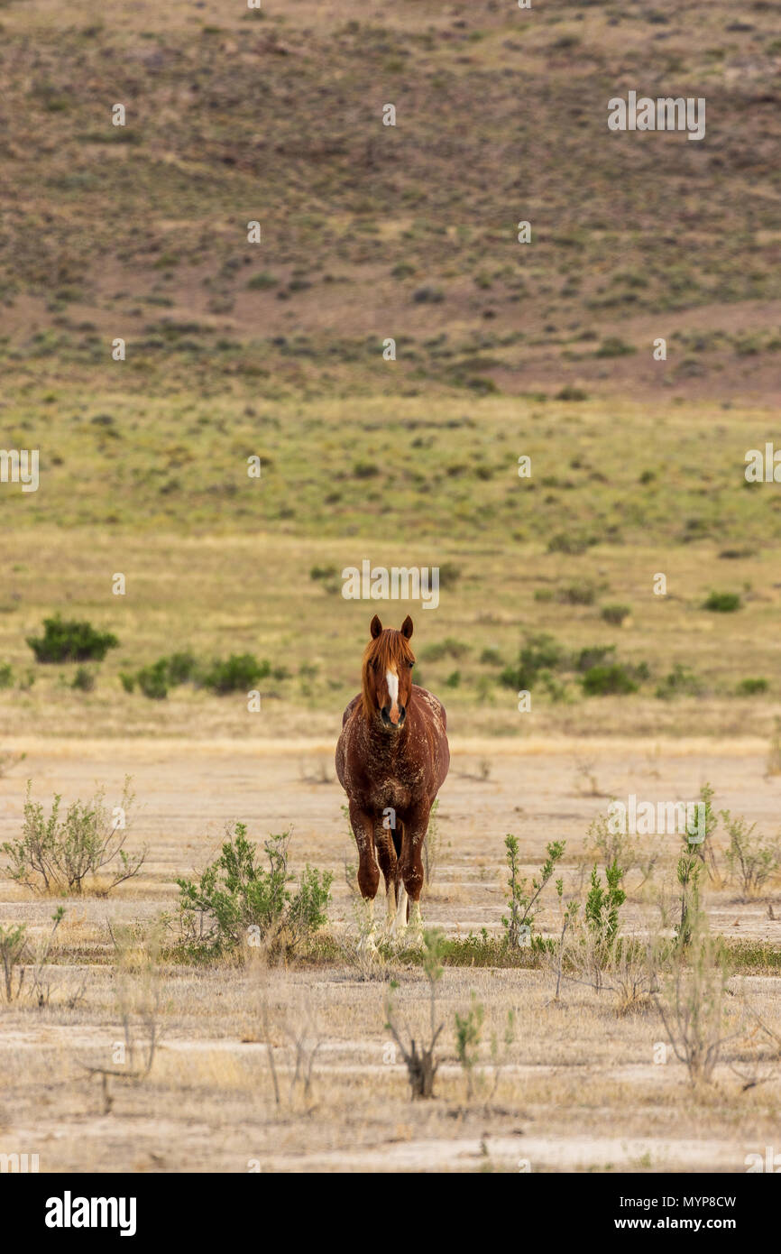 Wild Horse Stallion Stock Photo - Alamy