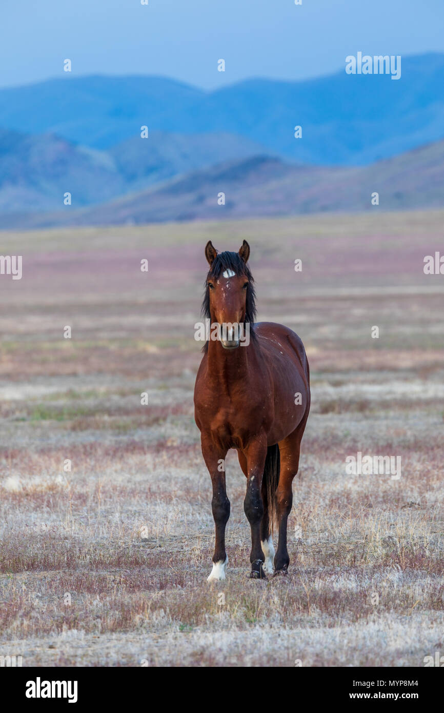 Wild Horse Stallion Stock Photo - Alamy