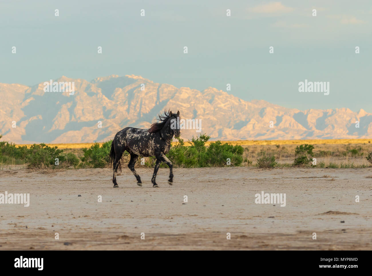 Wild Horse Stallion Stock Photo - Alamy
