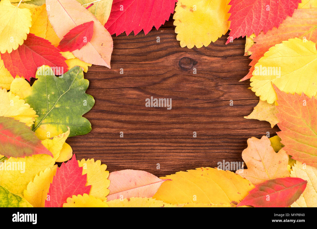Various colorful autumn leaves stacked in a circle on a wooden board ...