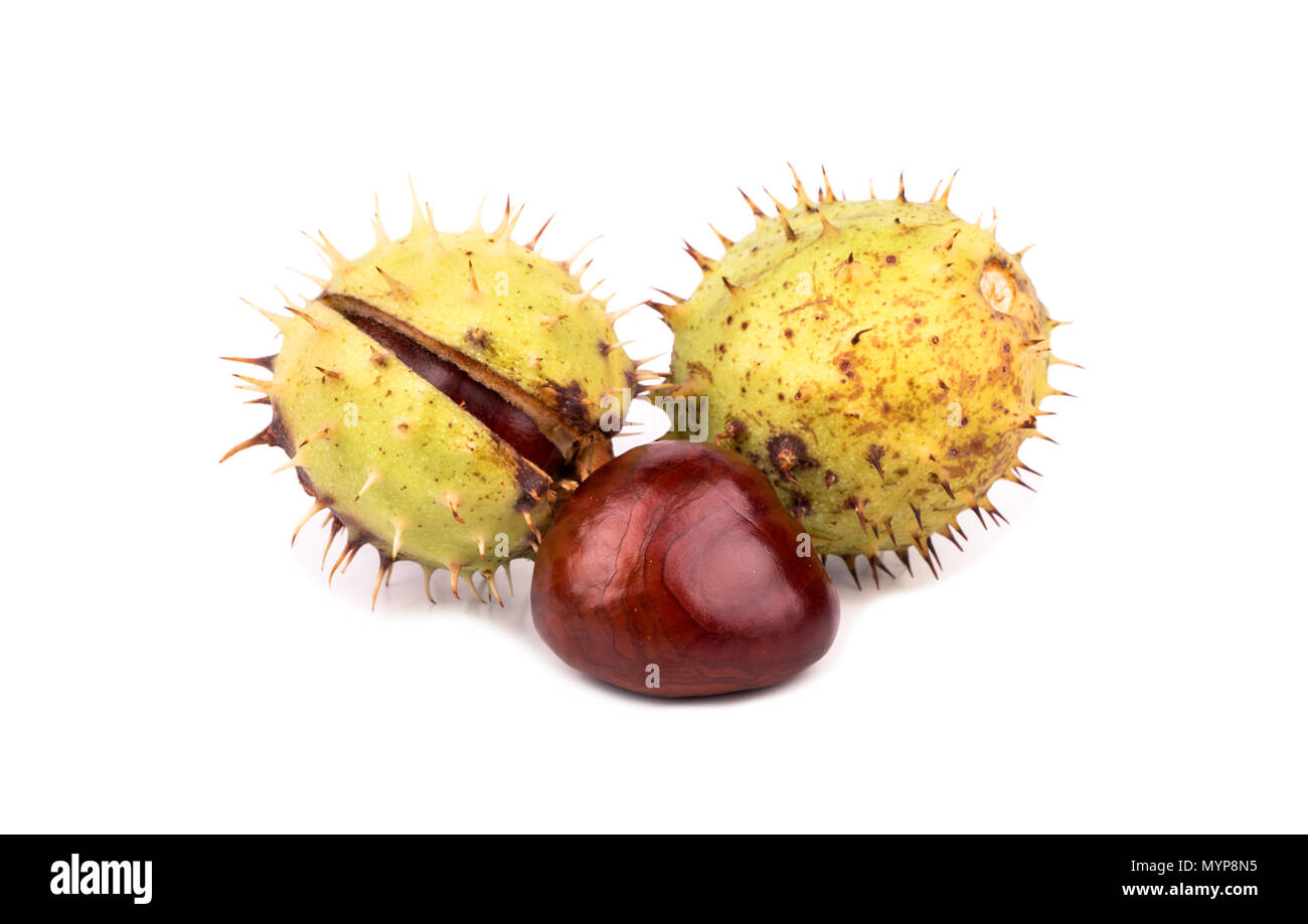 Chestnuts in the shell isolated on white background Stock Photo - Alamy