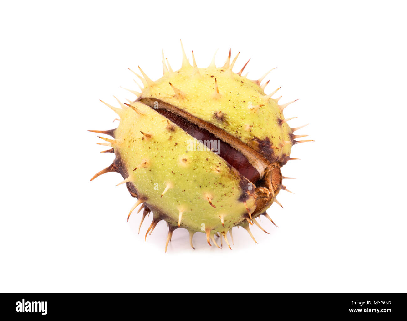 Prickly Shell High Resolution Stock Photography and Images - Alamy