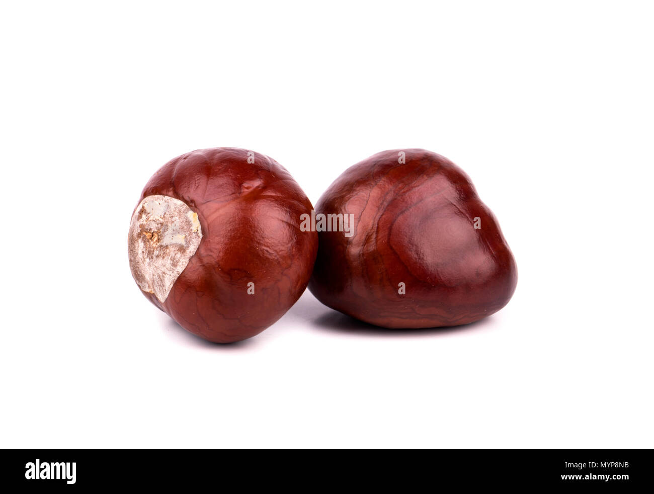 Two chestnut without shell isolated on white background Stock Photo - Alamy