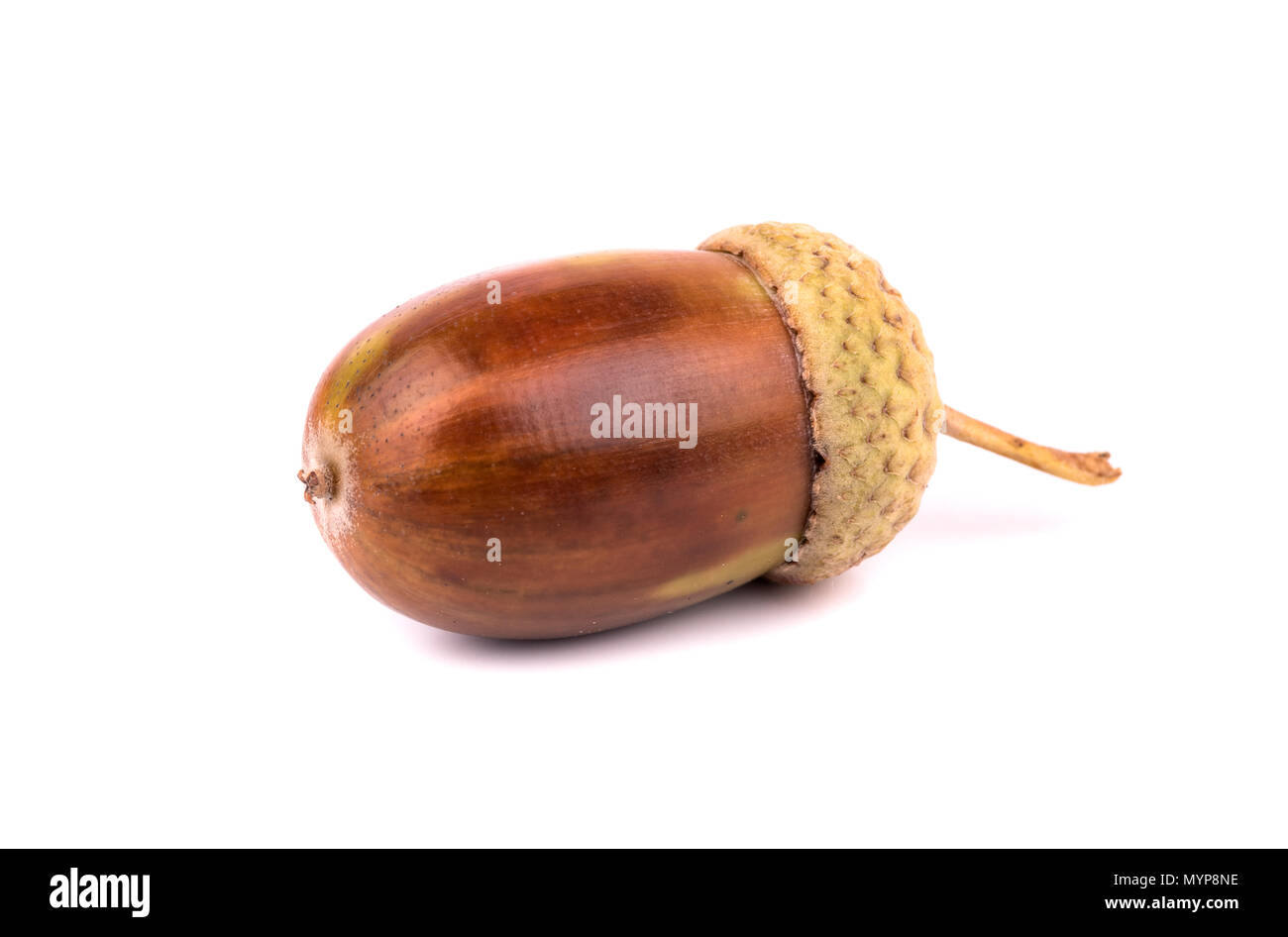 Big autumn acorn isolated on white background Stock Photo - Alamy