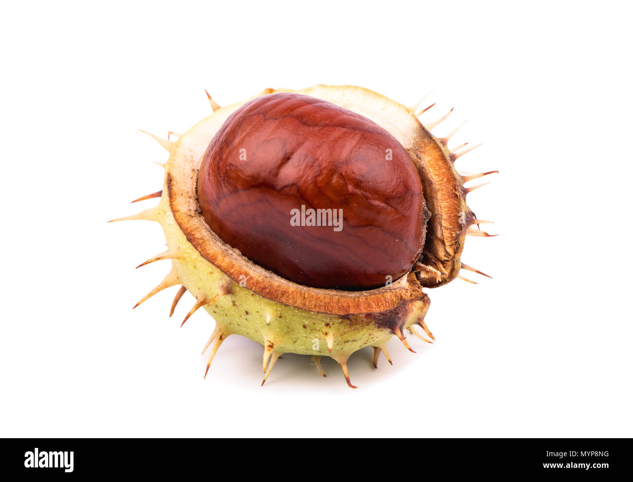 Chestnut half located in the shell isolated on white background Stock ...