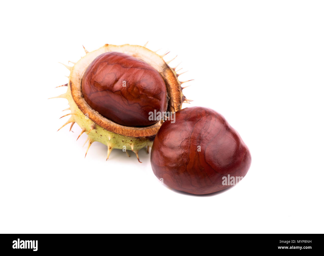 A pair of chestnuts with shells on a white background Stock Photo - Alamy
