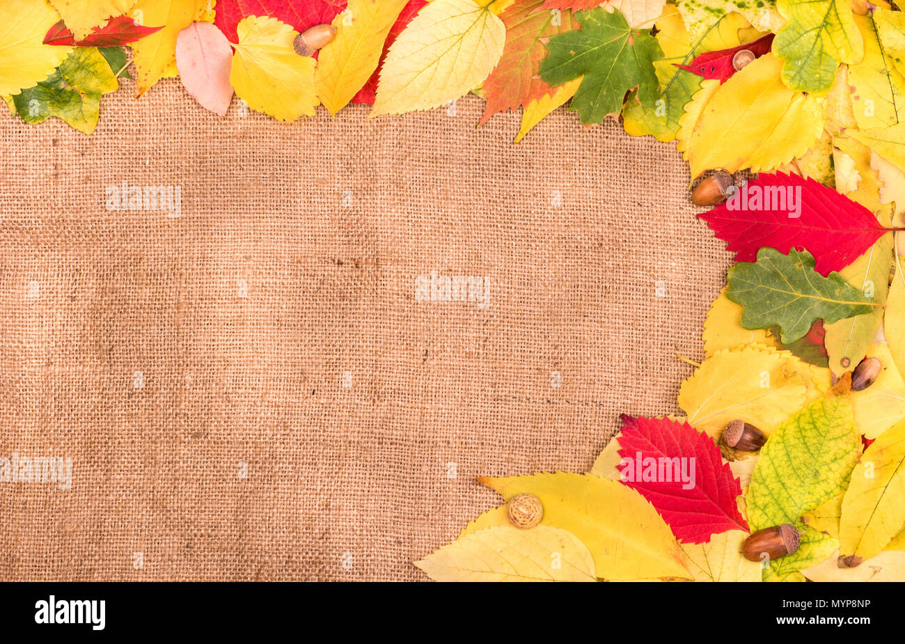 Various colorful leaves spread hi-res stock photography and images - Alamy