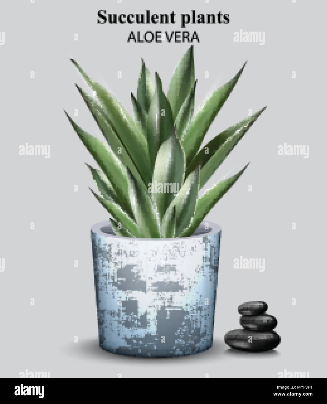 Aloe vera plant Vector. detailed illustration design Stock Vector Image ...