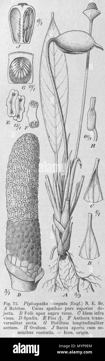 . English: Piptospatha botanical drawings from Das Pflanzenreich . 1912 ...