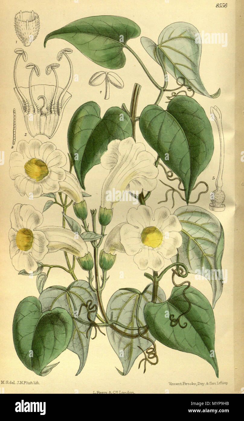 Pithecoctenium hi-res stock photography and images - Alamy