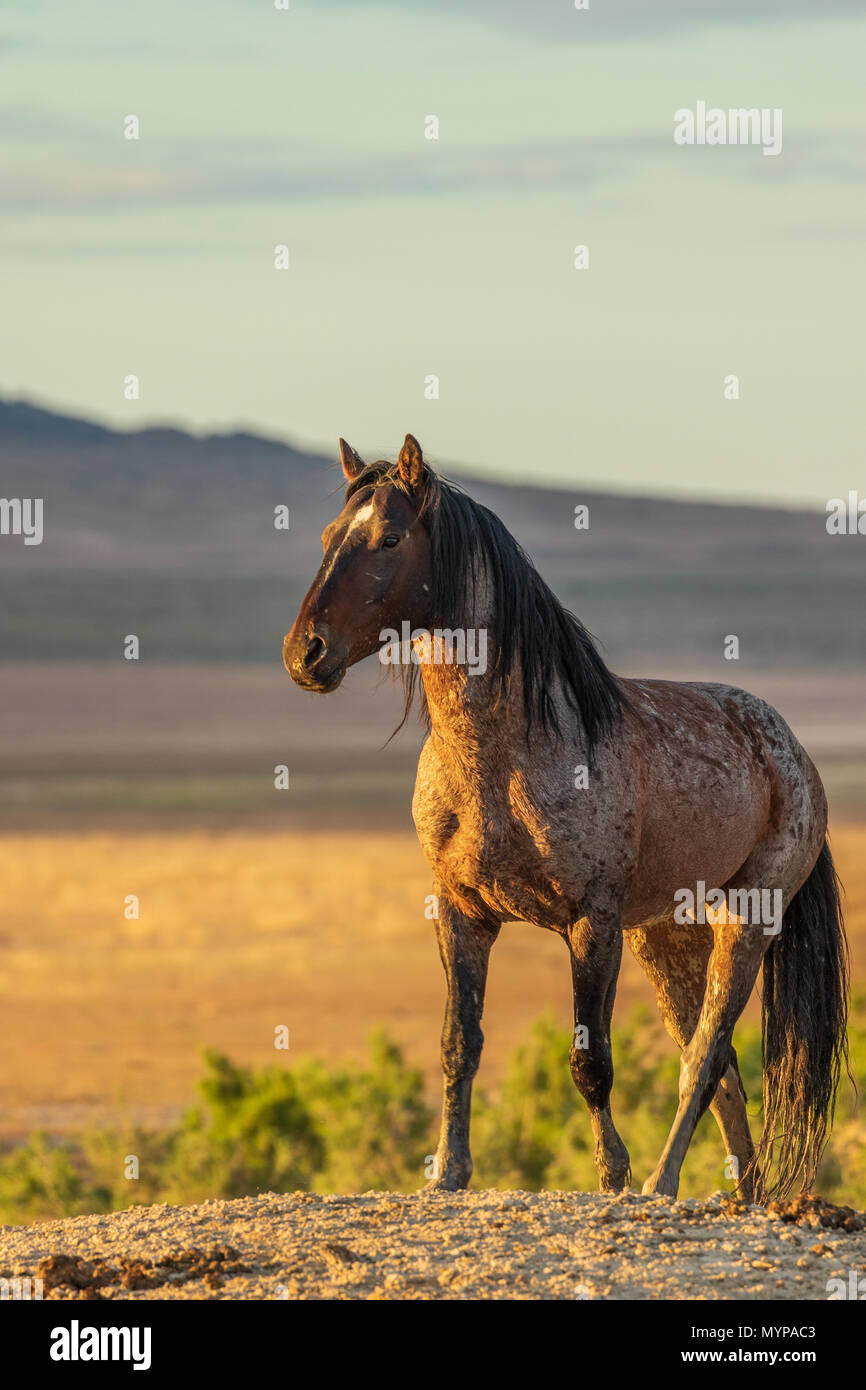 Wild Horse Stallion Stock Photo - Alamy