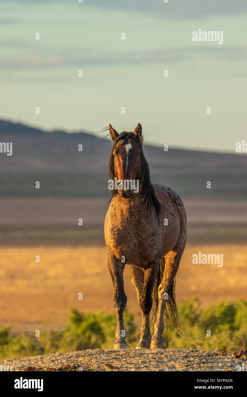 Wild Horse Stallion Stock Photo - Alamy