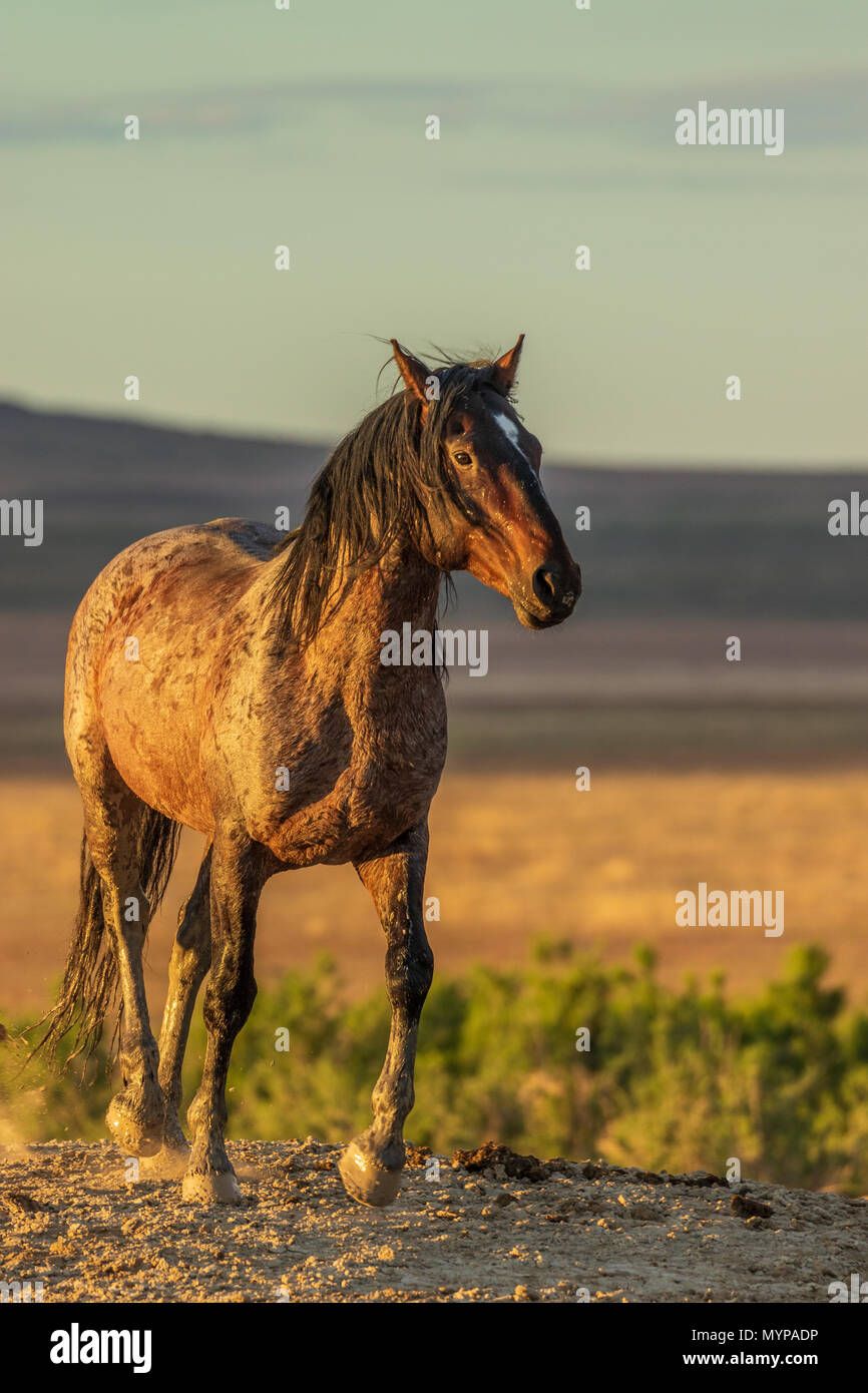 Wild Horse Stallion Stock Photo - Alamy