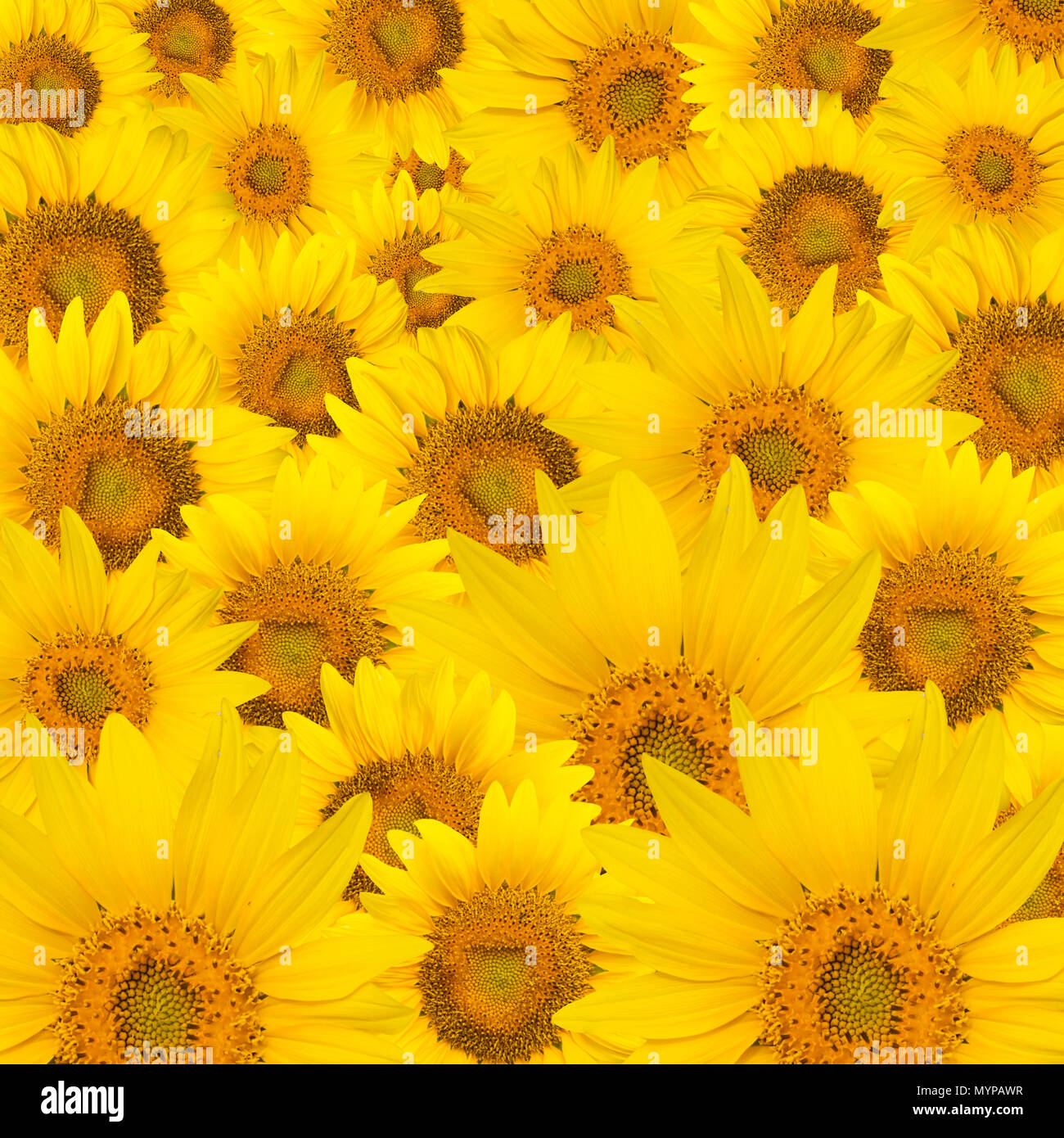 A sunflower background for your designs Stock Photo - Alamy