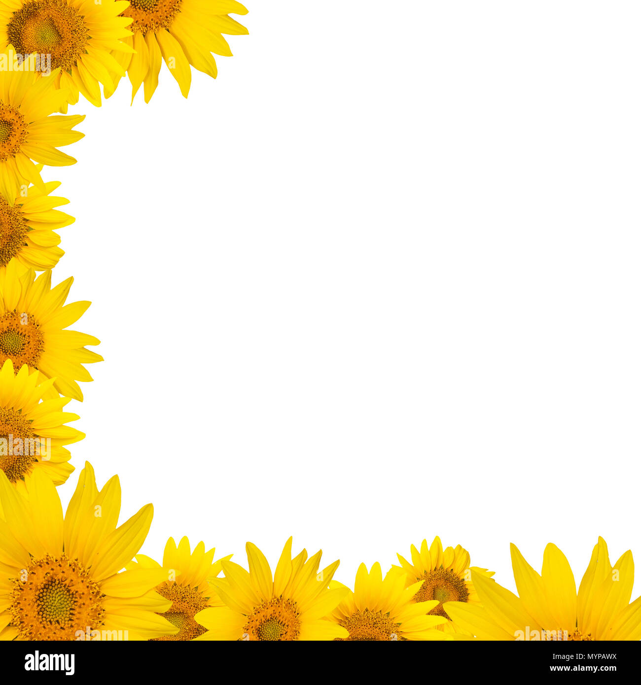 A border ( frame ) made of sunflowers Stock Photo - Alamy