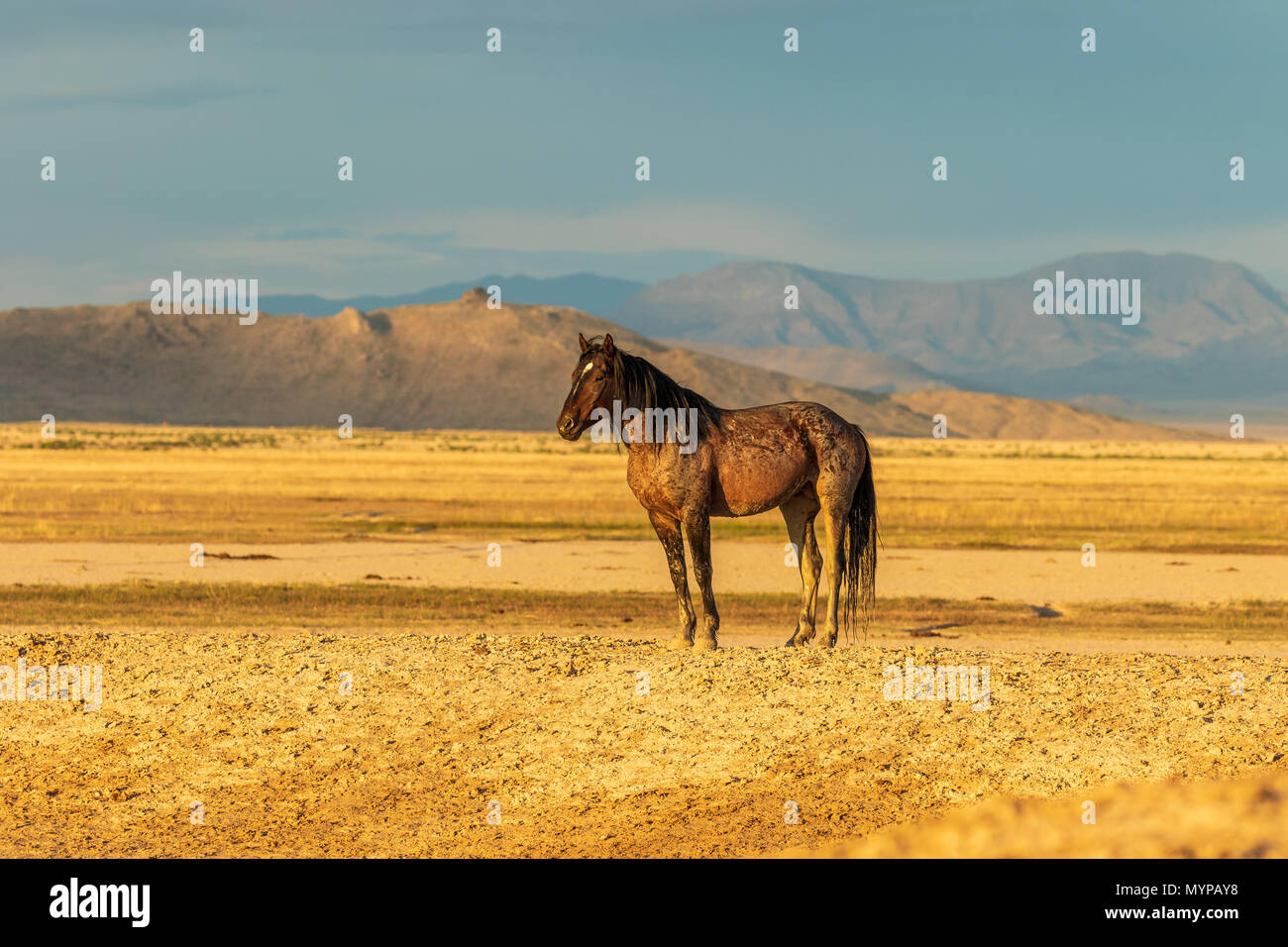 Wild Horse Stallion Stock Photo - Alamy