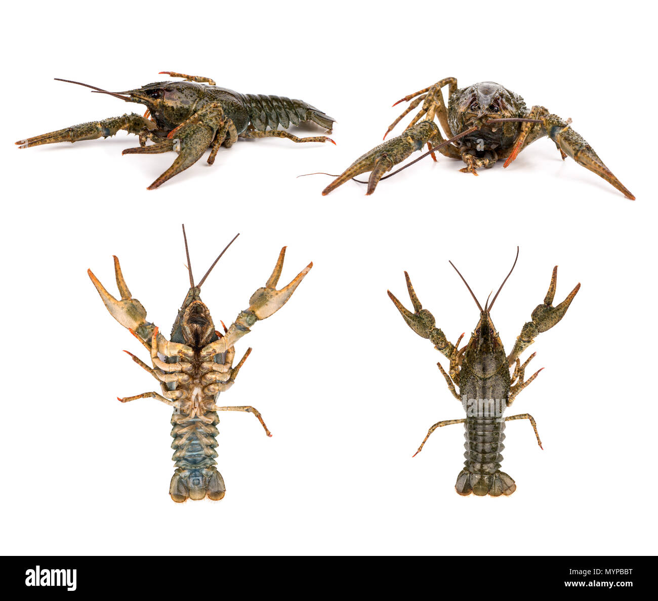 Collection of four raw crayfish isolated on white background Stock ...
