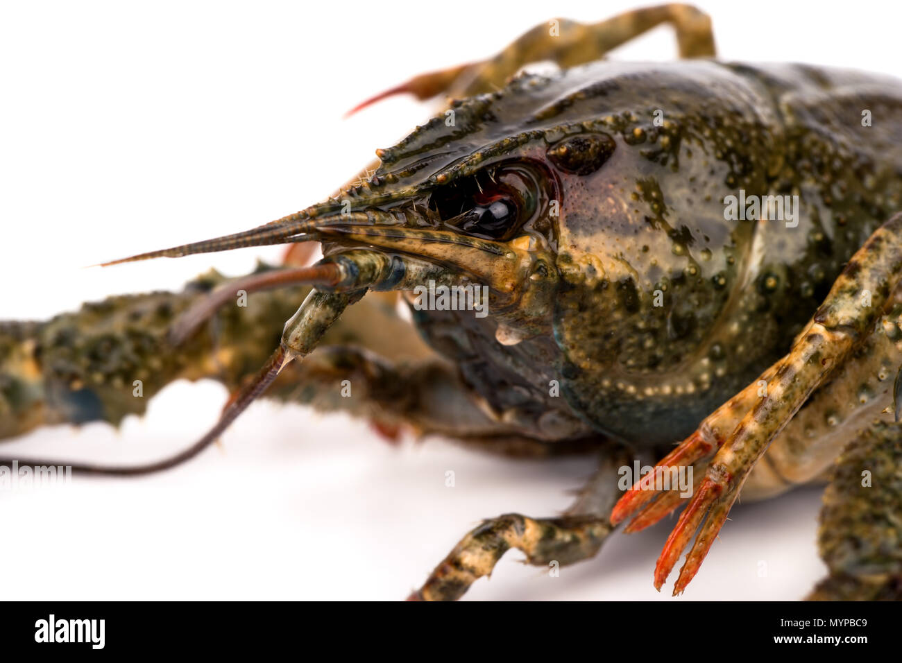 Crayfish colors hi-res stock photography and images - Alamy