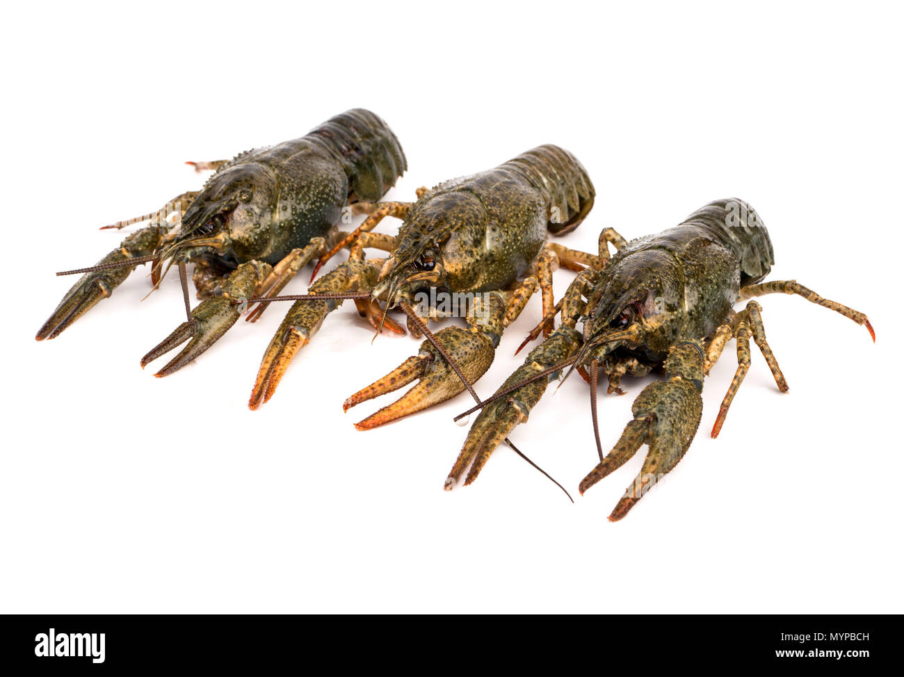 Live in green nature Cut Out Stock Images & Pictures - Alamy