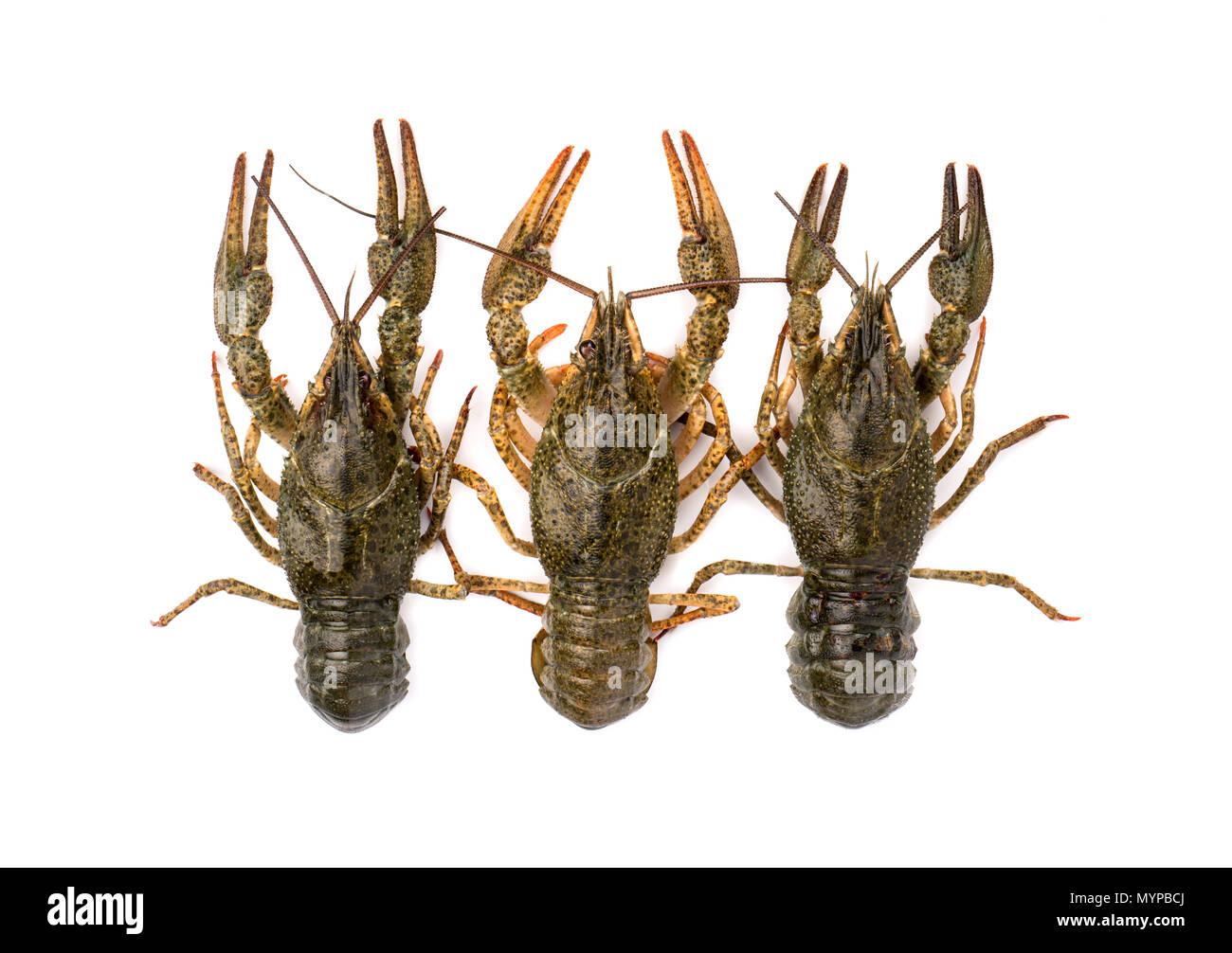 Crayfish colors Cut Out Stock Images & Pictures - Alamy