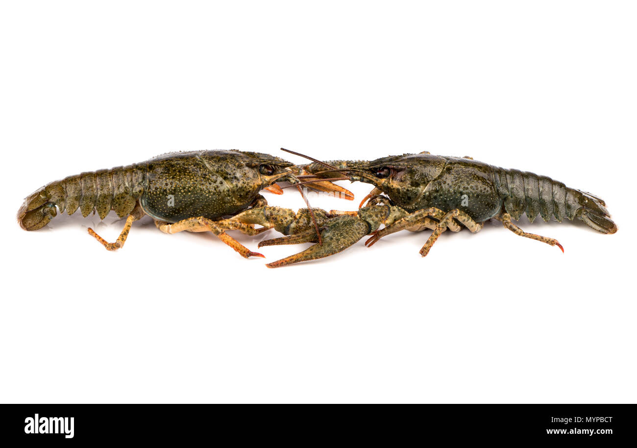 Two living green crayfish are fighting each other on a white background ...