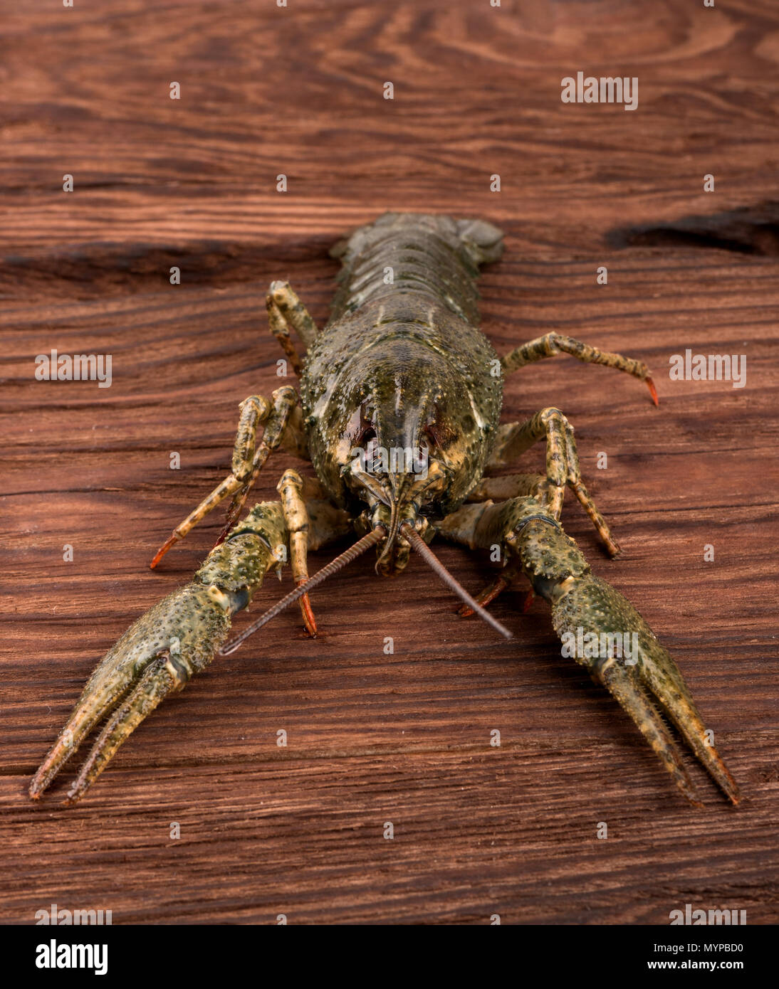 Crayfish colors hi-res stock photography and images - Alamy