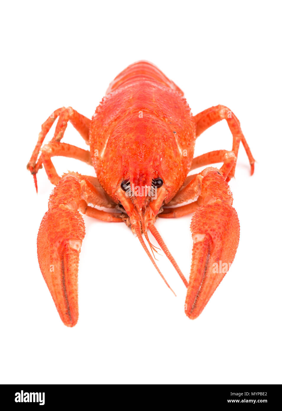 Fresh boiled crawfish on a white background front view Stock Photo - Alamy