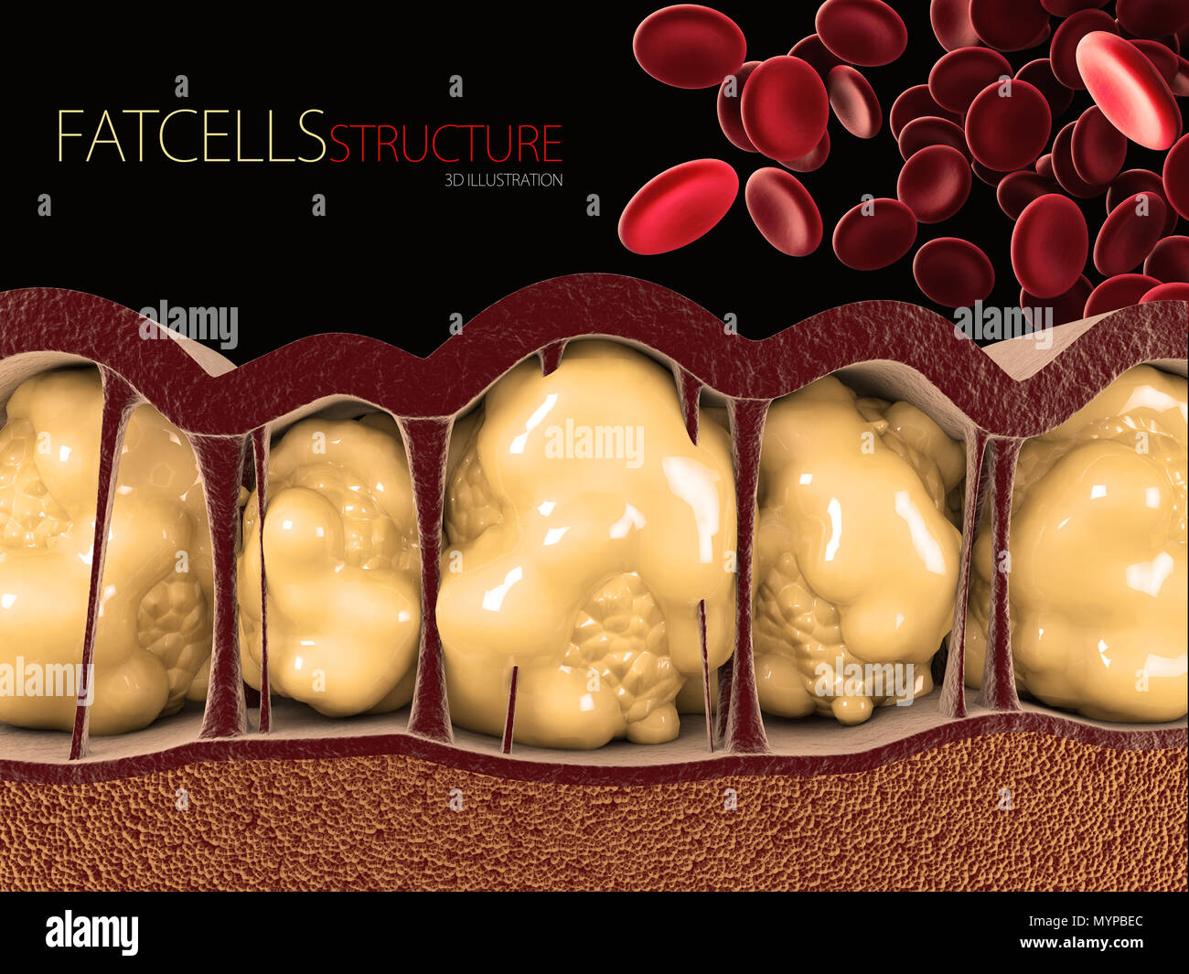 3d Illustration of Fat Cells with blood cells on black background Stock ...