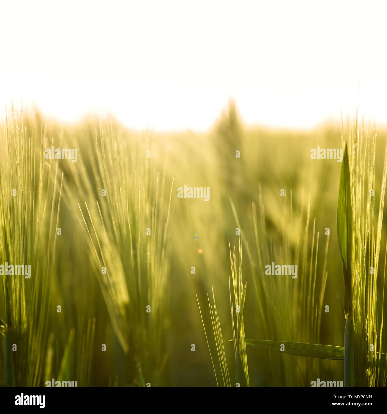 sunset and grass Stock Photo - Alamy