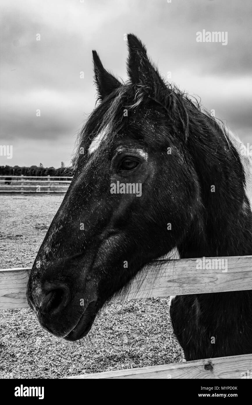 Horse portrait head in Black and White Stock Photos & Images - Alamy