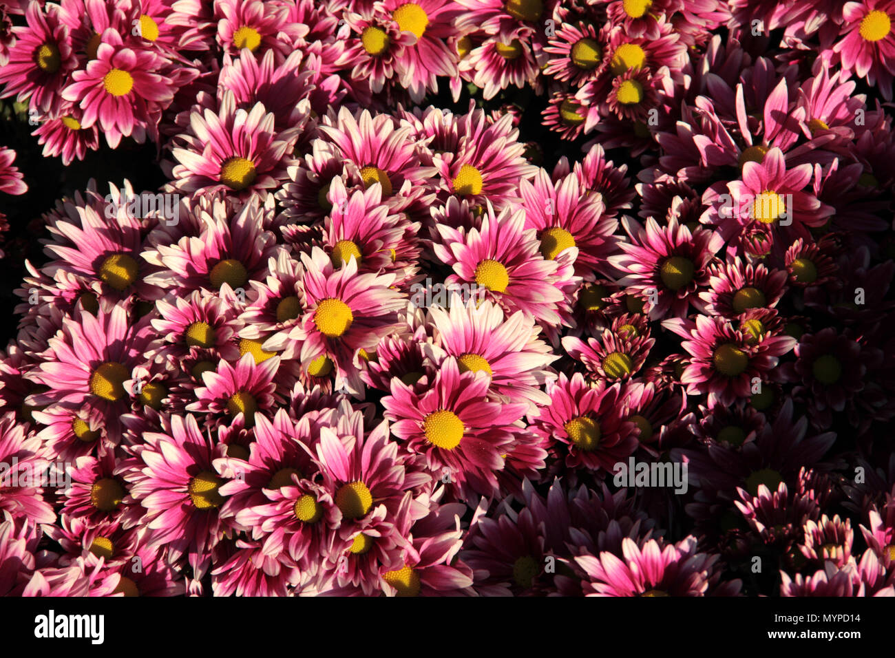 Group of beautiful bouquet Chrysanthemum in spring at the garden Stock ...