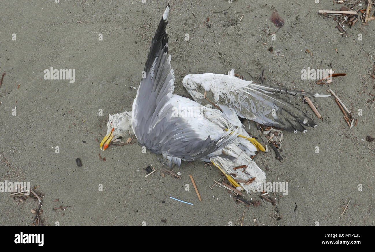 dead seagull corpse on a solitary shore Stock Photo - Alamy
