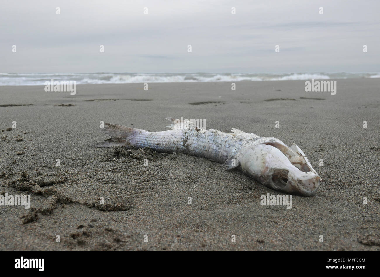 dead fish corpse on a solitary shore Stock Photo - Alamy