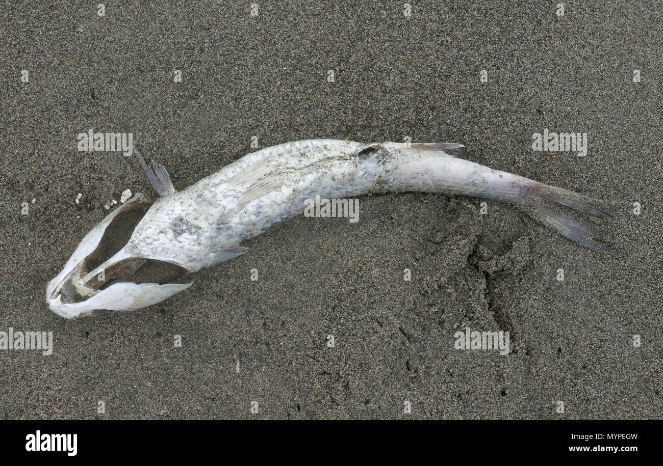 Fish Corpse High Resolution Stock Photography and Images - Alamy