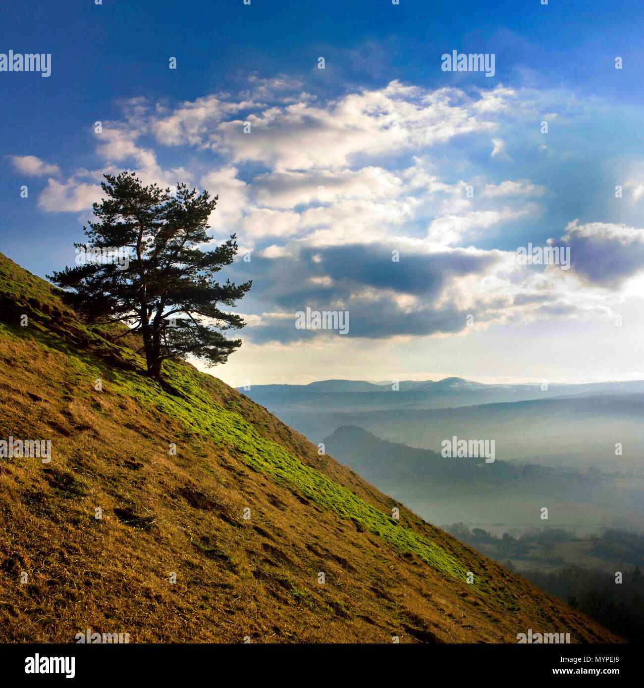 Tree isolated mountain hi-res stock photography and images - Alamy