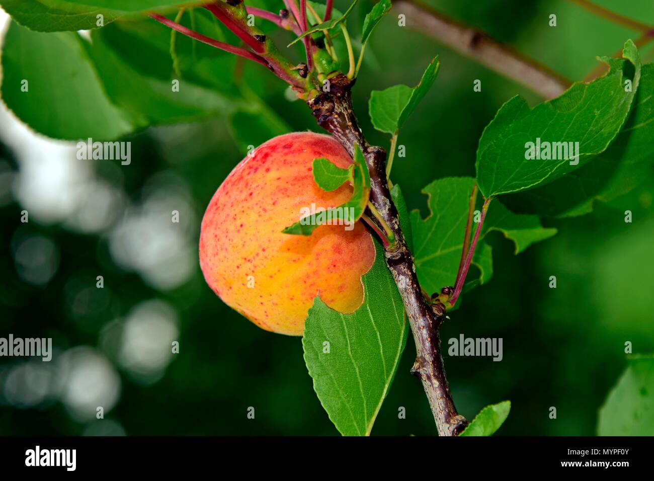 Close up on apricot hi-res stock photography and images - Alamy