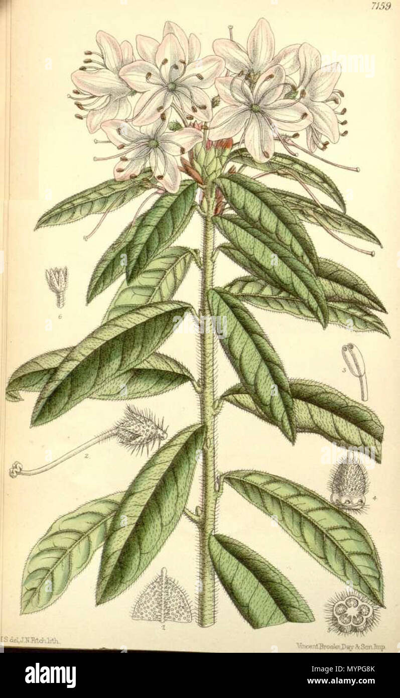 . English: Rhododendron scabrifolium . 8 November 2011. M. Smith 453 ...